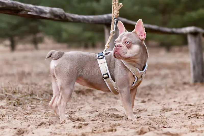 Harnesses – Prime Pet Zone